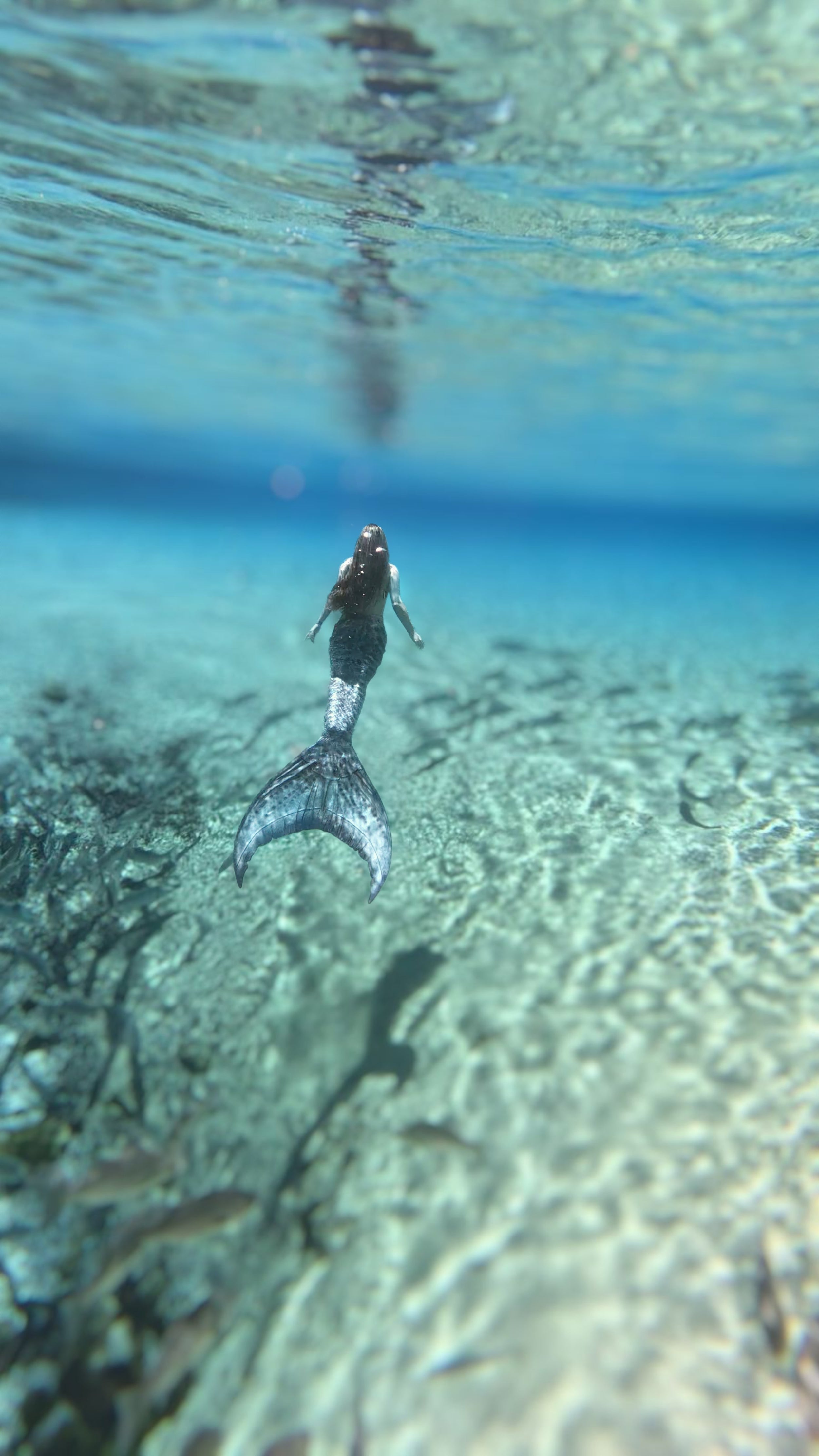Mermaid Tails – Tiger Shark Mermaid Ventures LLC